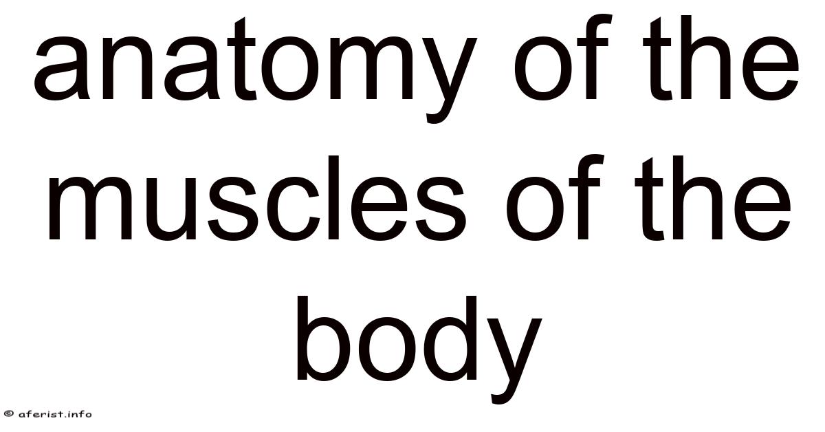 Anatomy Of The Muscles Of The Body