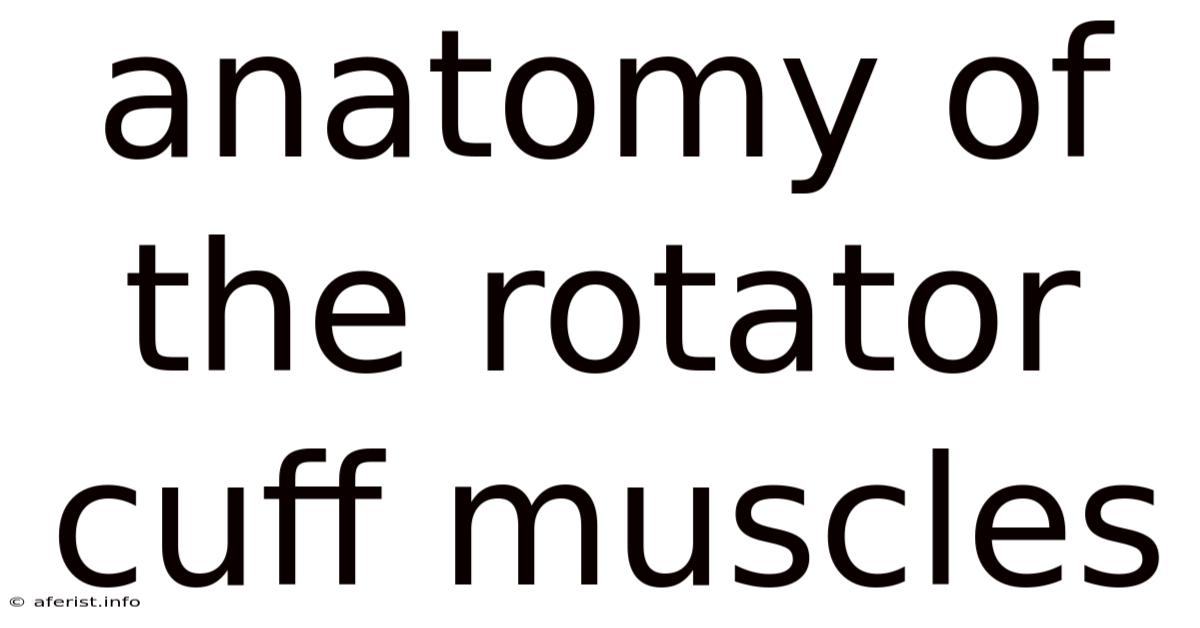 Anatomy Of The Rotator Cuff Muscles