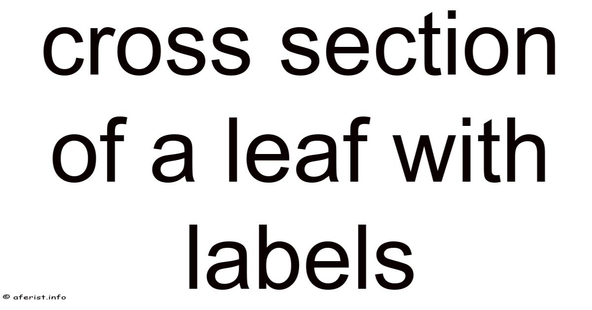 Cross Section Of A Leaf With Labels