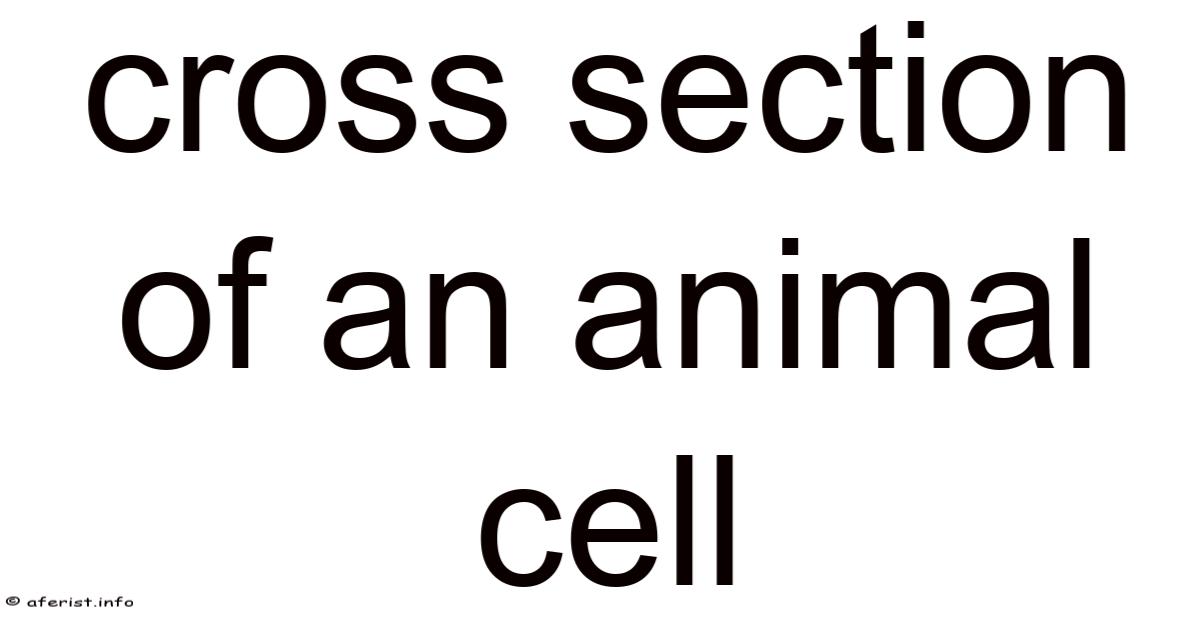 Cross Section Of An Animal Cell