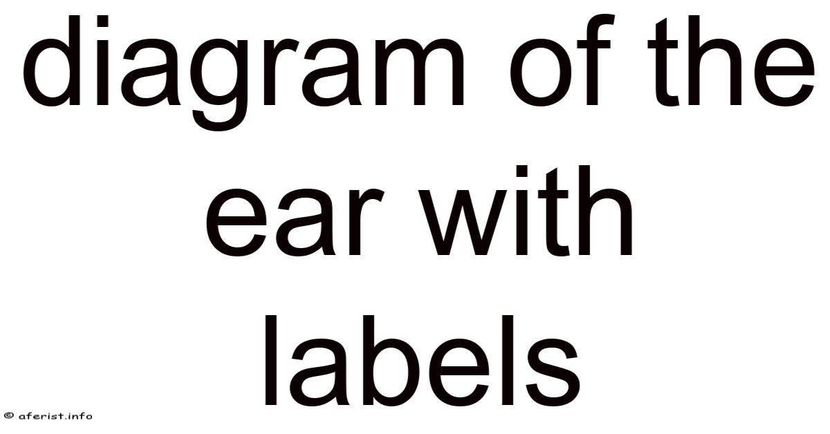 Diagram Of The Ear With Labels