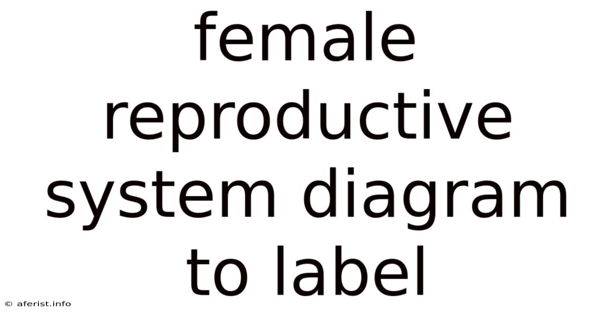 Female Reproductive System Diagram To Label