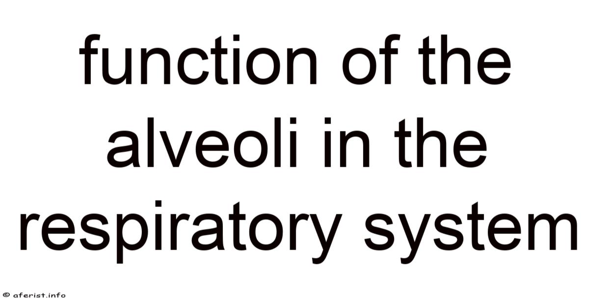 Function Of The Alveoli In The Respiratory System
