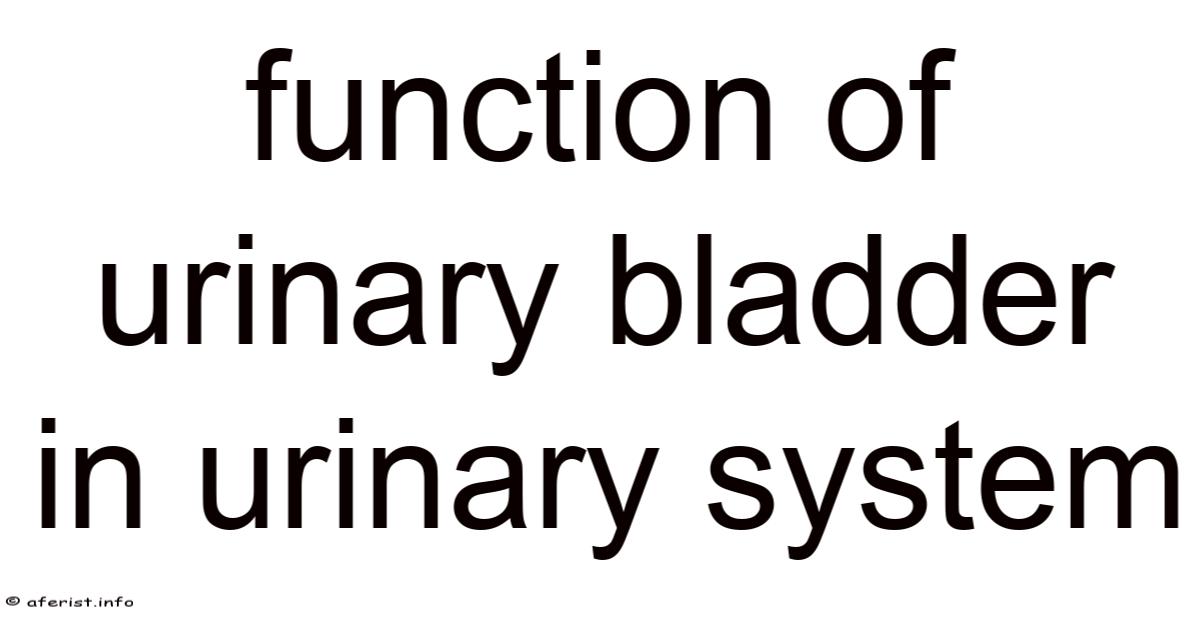 Function Of Urinary Bladder In Urinary System