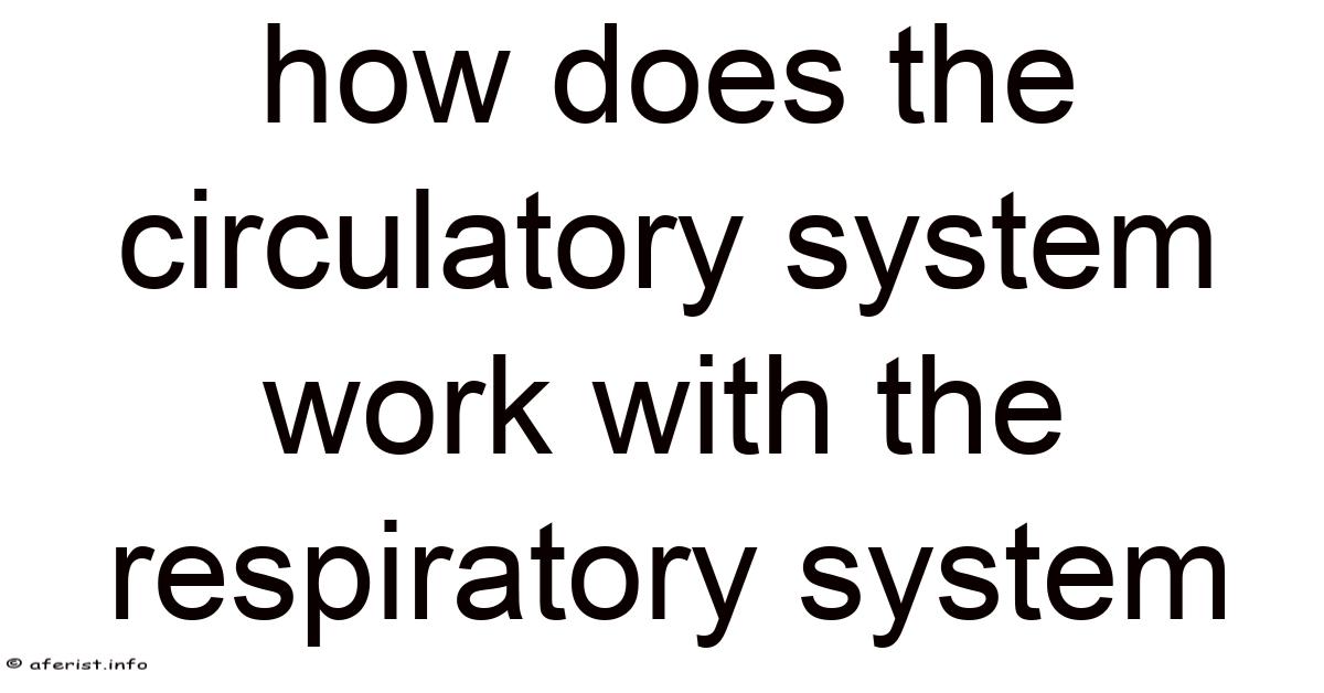 How Does The Circulatory System Work With The Respiratory System