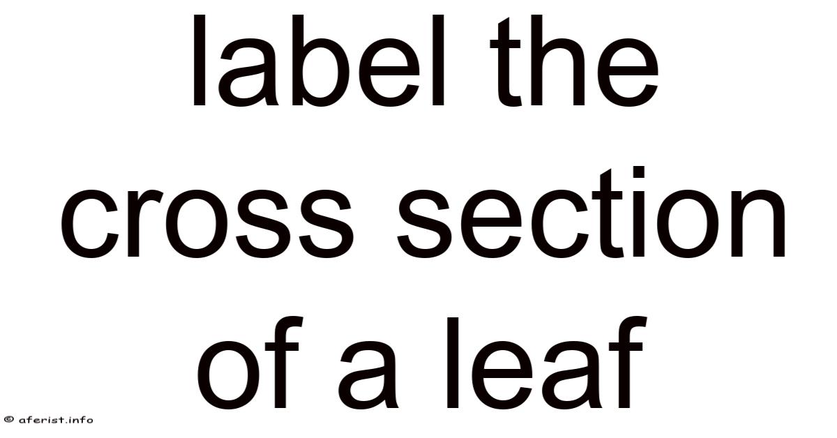 Label The Cross Section Of A Leaf