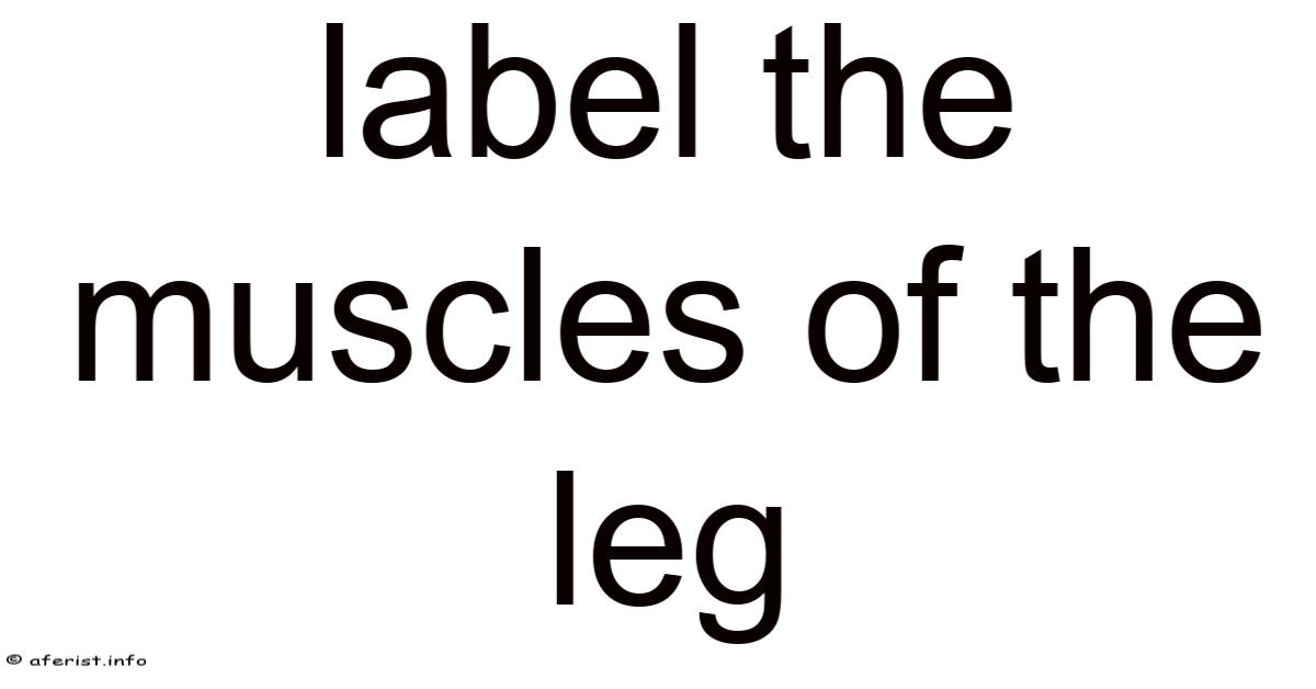 Label The Muscles Of The Leg