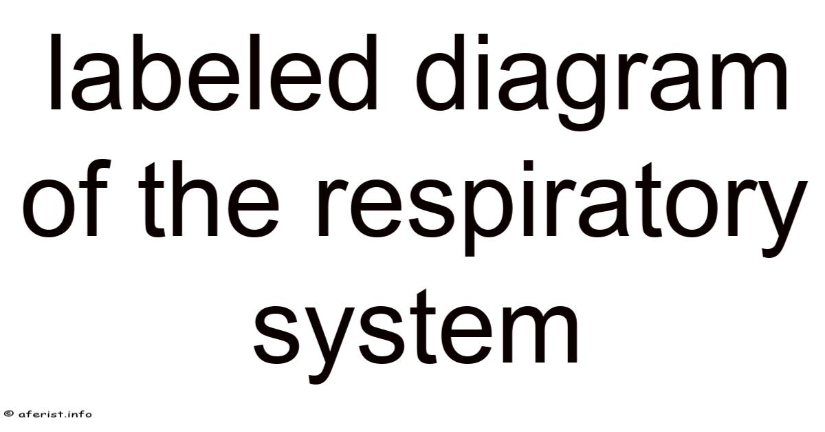 Labeled Diagram Of The Respiratory System