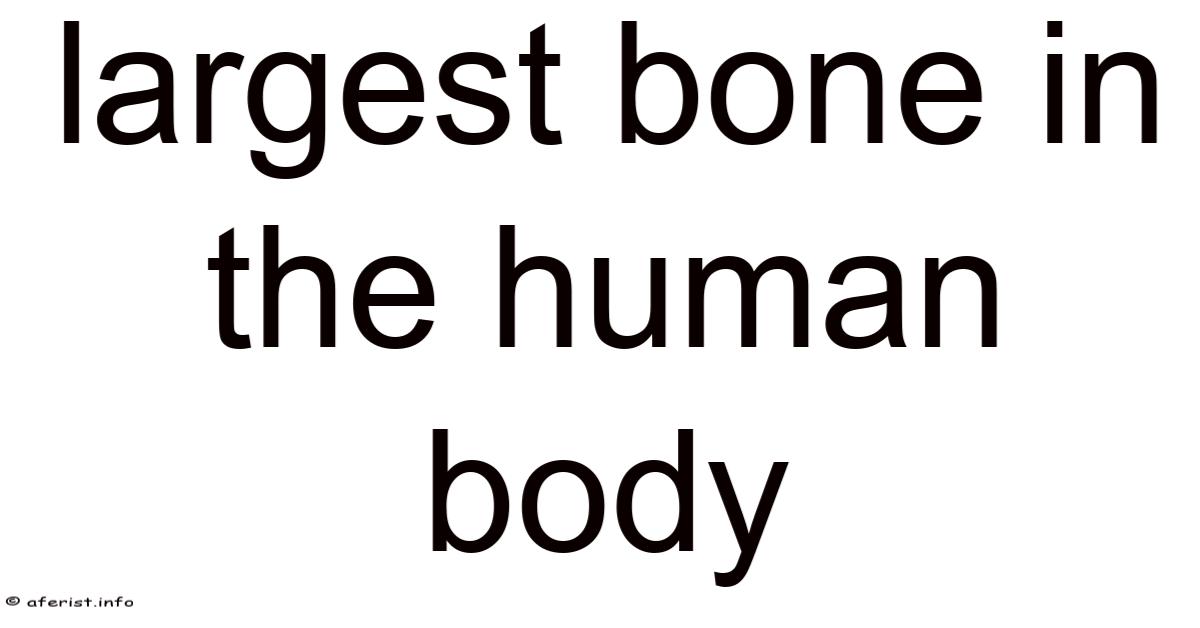 Largest Bone In The Human Body