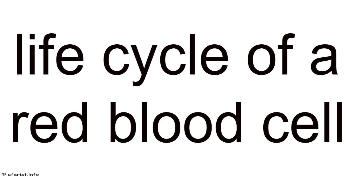 Life Cycle Of A Red Blood Cell