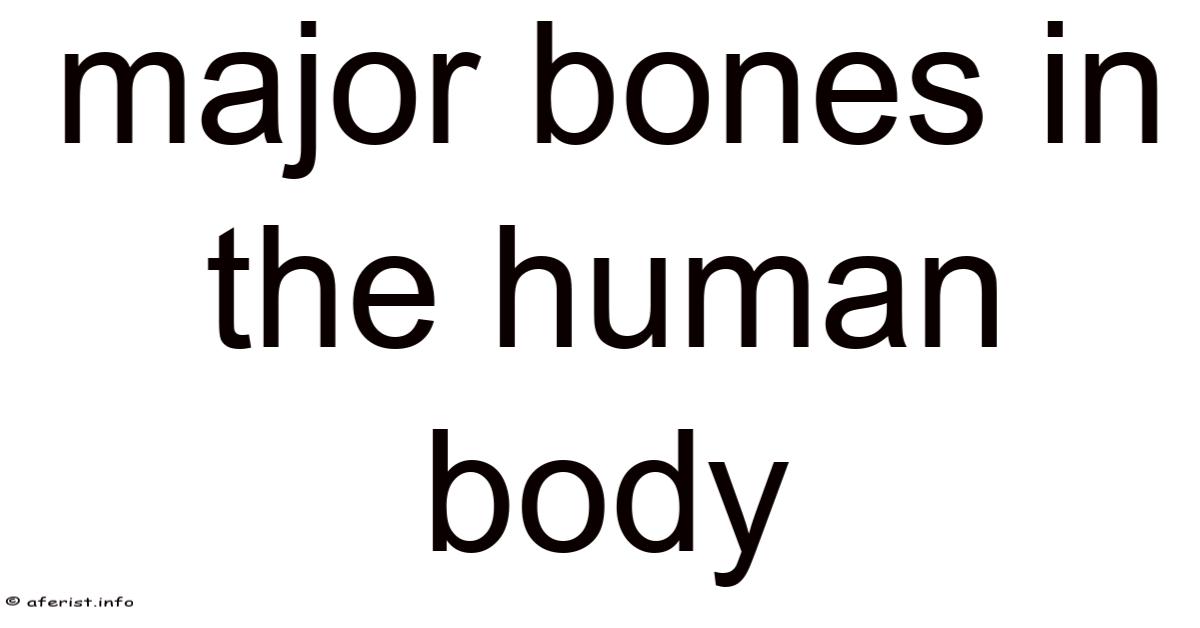 Major Bones In The Human Body