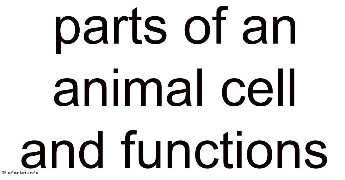 Parts Of An Animal Cell And Functions
