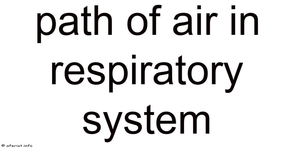 Path Of Air In Respiratory System