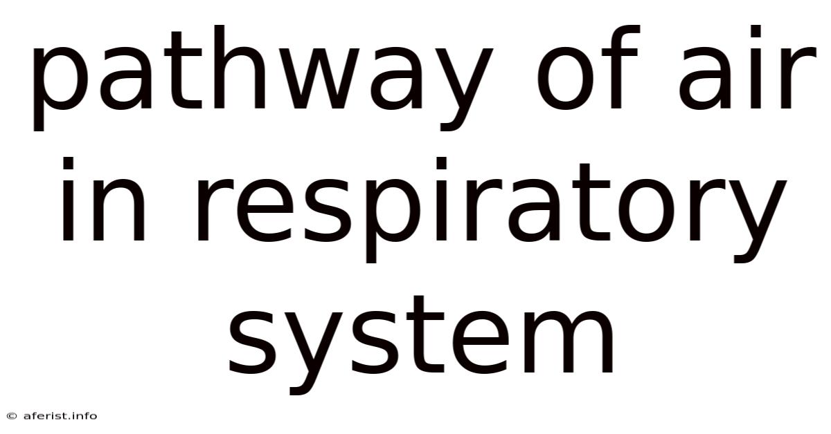 Pathway Of Air In Respiratory System
