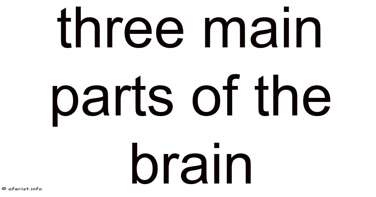 Three Main Parts Of The Brain